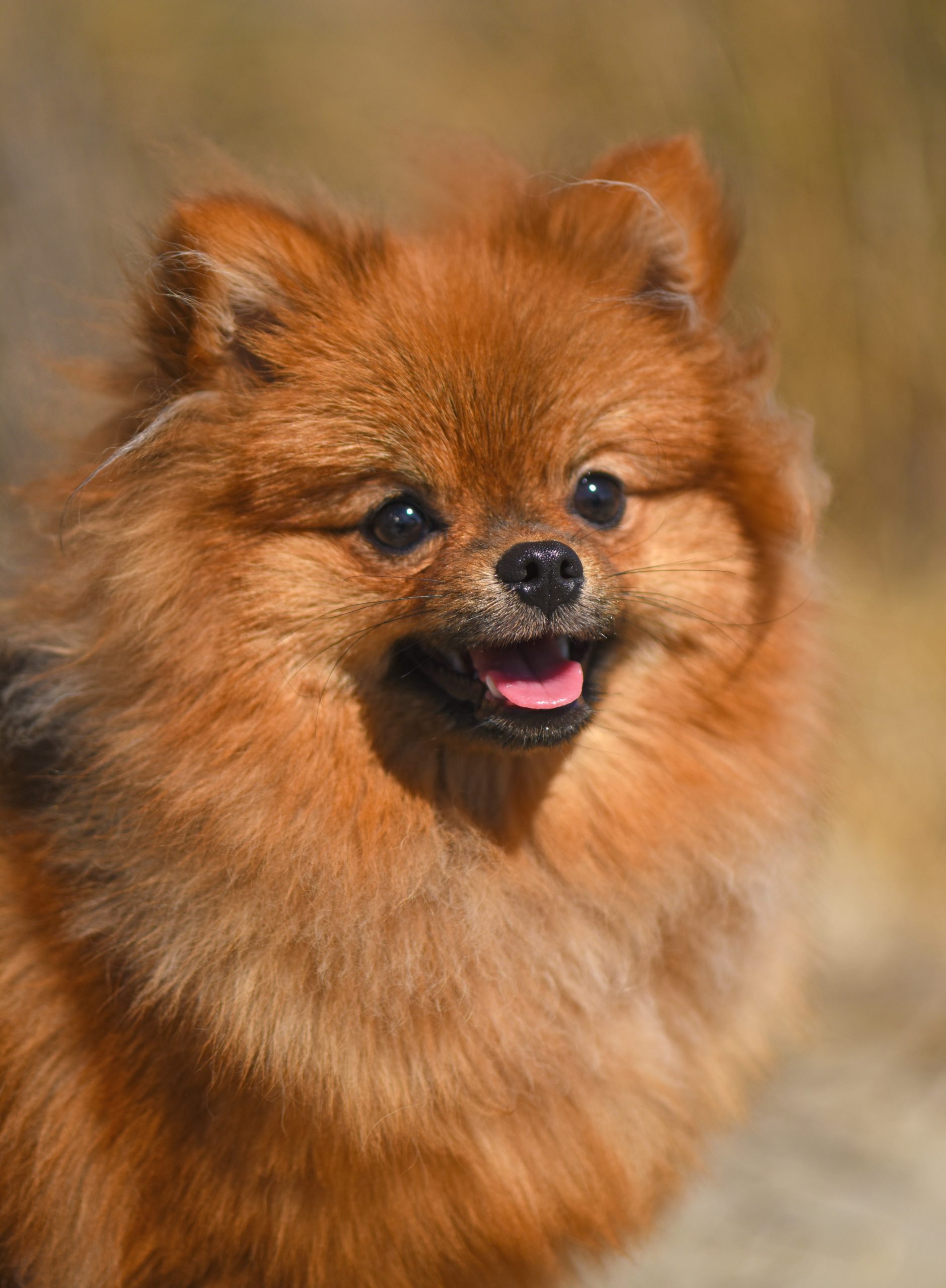 6 ruídos de respiração da Pomerânia a serem observados - Lulu da Pomerânia
