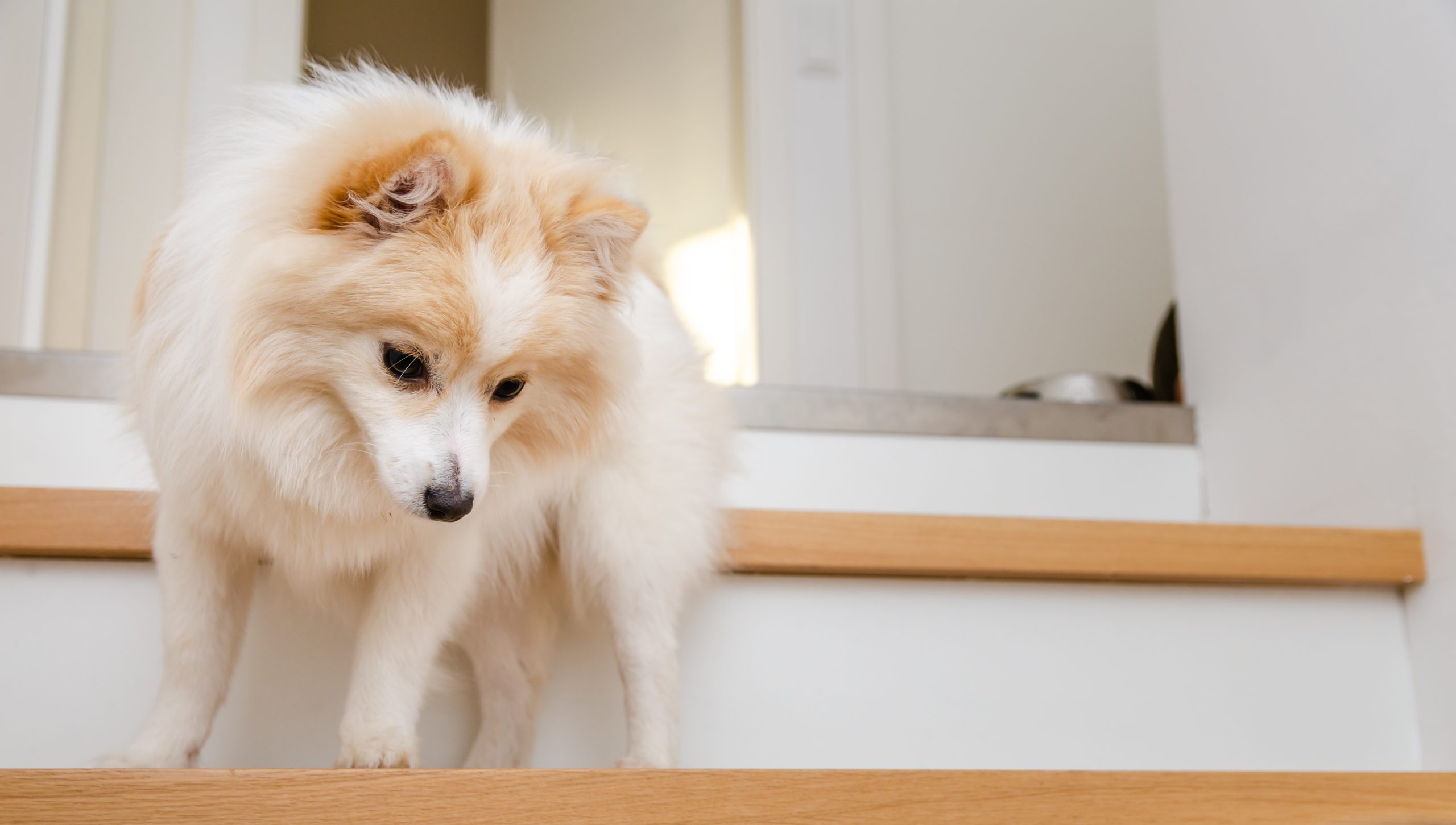Quanto tempo os Pomerânia Retrocessos vivem? - Lulu da Pomerânia