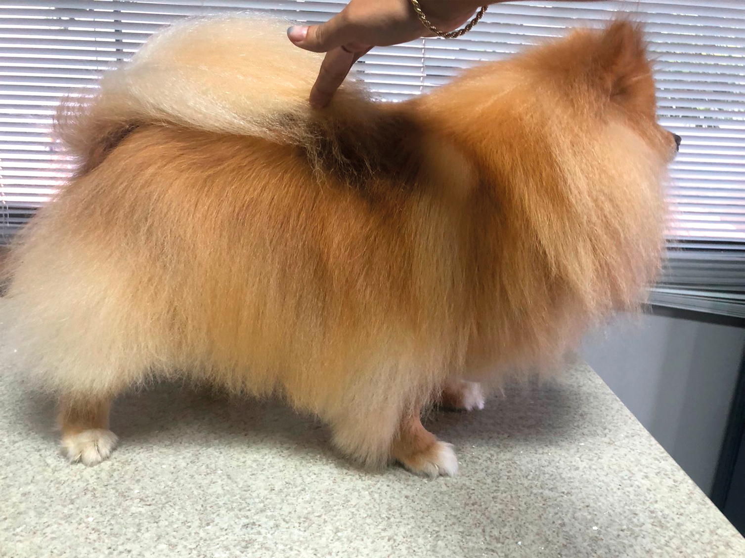 Como Escolher a Tosa Profissional para o Lulu da Pomerânia? - Lulu da ...