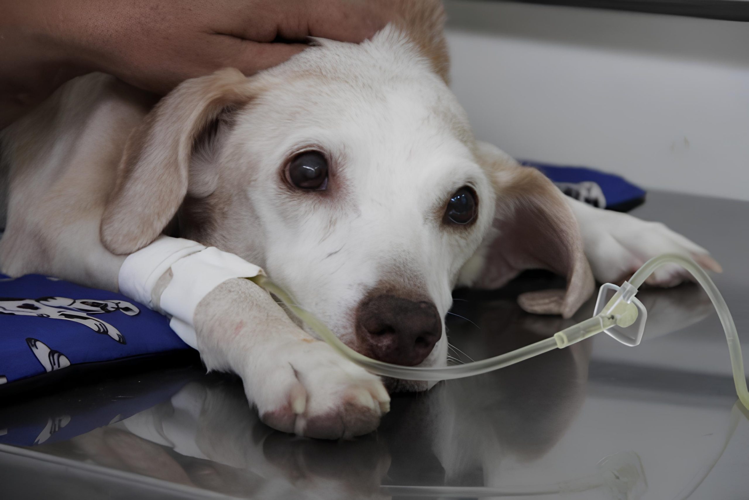 Sinais e Sintomas de Insuficiência Renal Crônica em Cães - Lulu da ...