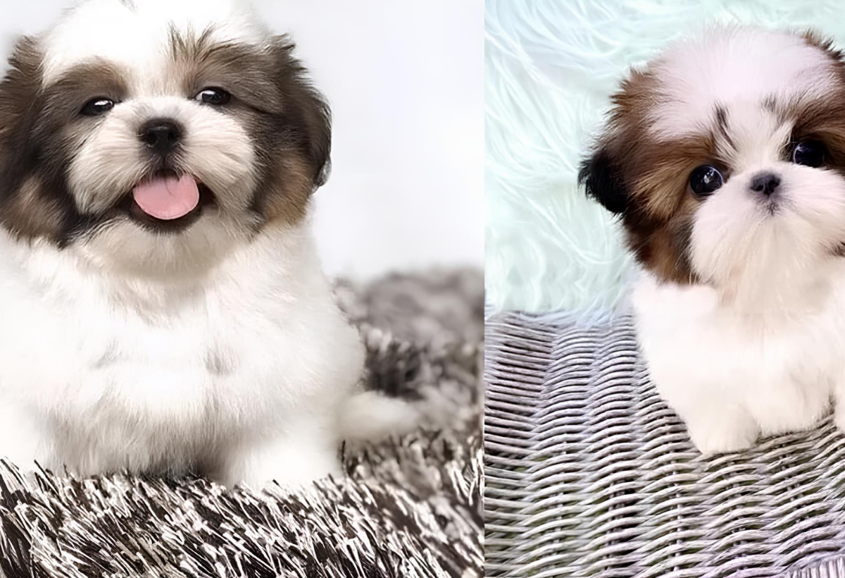 Raça Shih Tzu: Um Guia Completo Sobre o Peso aos Dois Meses de Idade ...